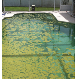 How To Clean a Murky Green Pool FAST with Revive!