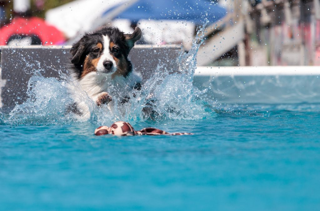 Pool Safety for your Pets