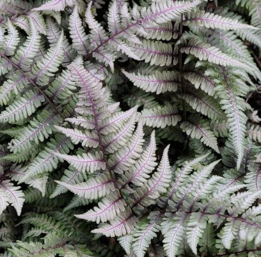 10 Cold Hardy Tropical Plants: Turn Your Poolside Into Your Own ...