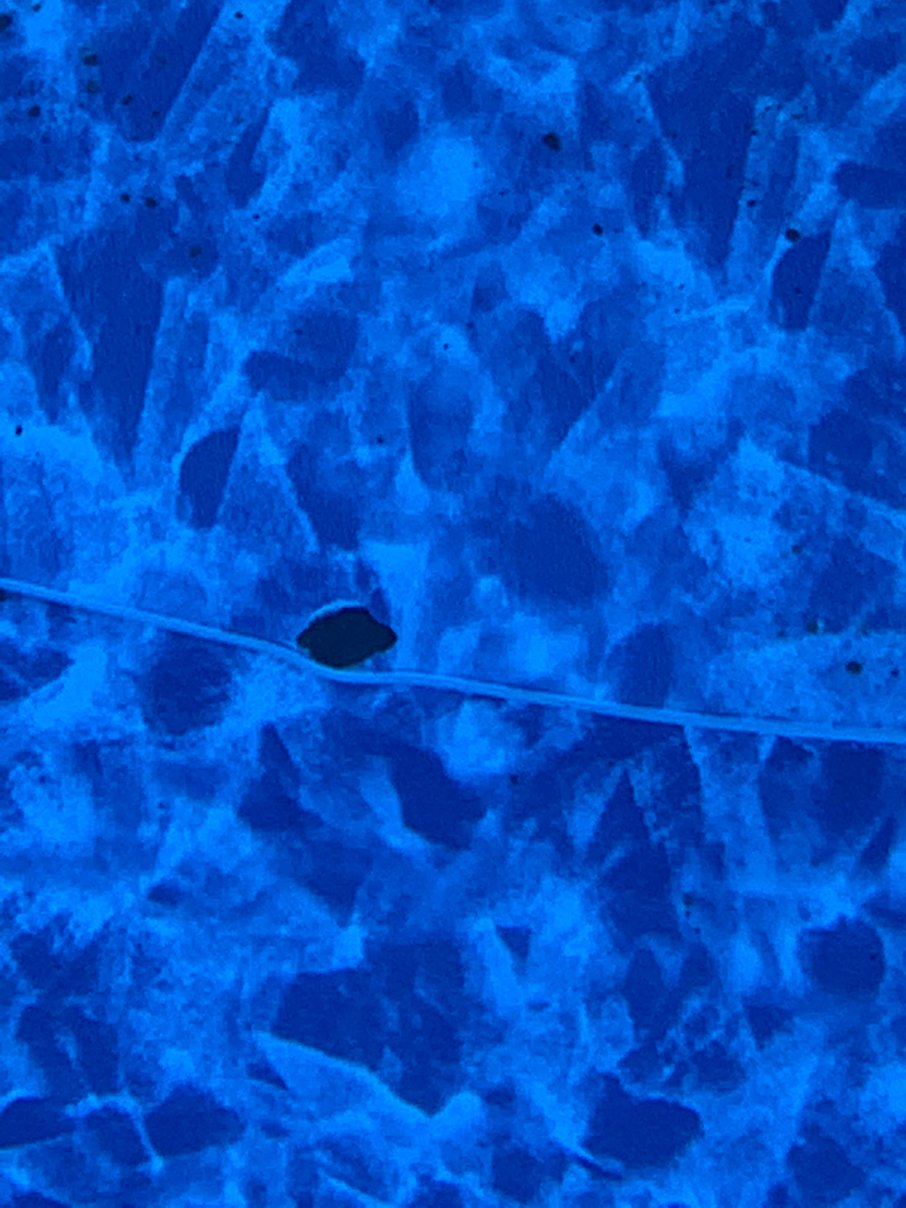 Can Pool Liners Be Repaired? Expert Tips & Cost Guide